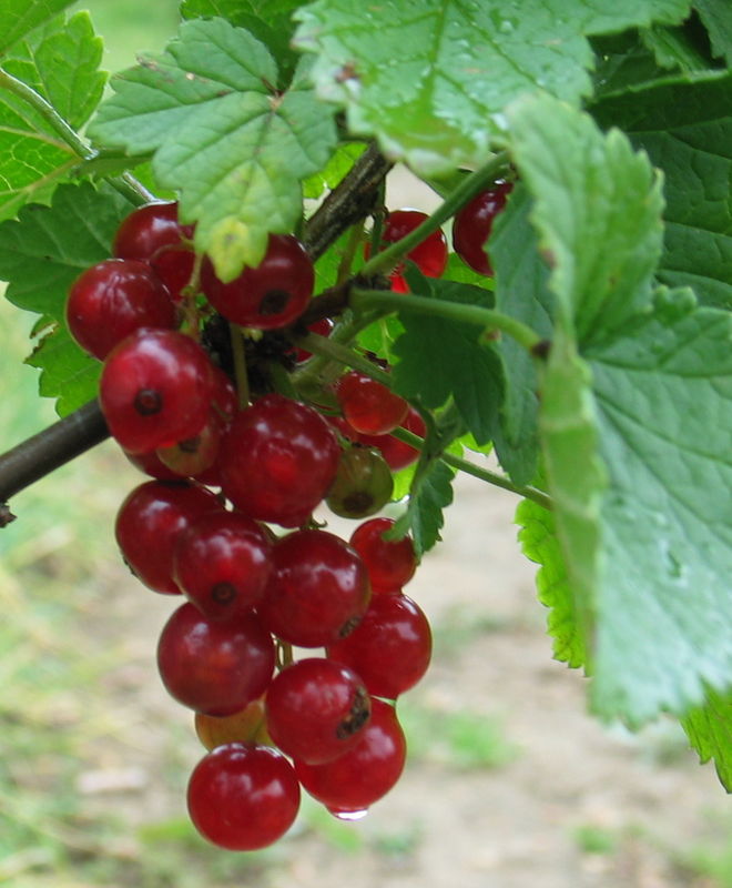 La groseille (inédit) « Écrire, lire, traduire