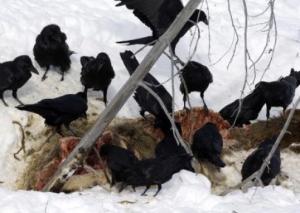 Hermann Adler (1911-2001) Corbeaux / Raben « Écrire, lire, traduire